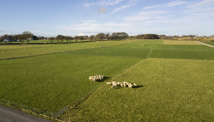 Sustain Sheep: Breeding for lower-emitting animals - Teagasc ...