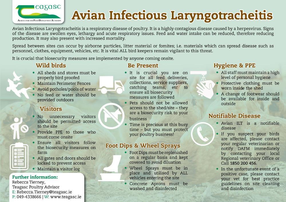 Avian Infectious Laryngotracheitis - Teagasc | Agriculture and Food ...
