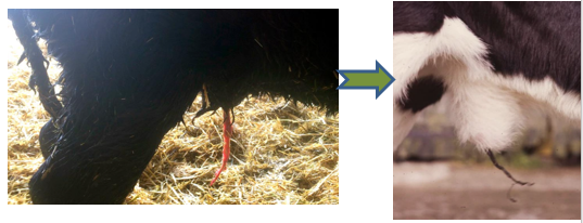 Six Steps to Good Navel Care in Calves - Teagasc | Agriculture and Food ...