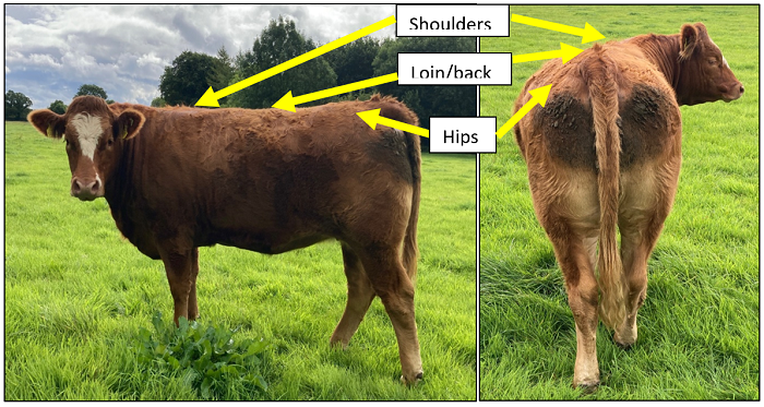 Meeting the ‘in-spec’ criteria for finishing cattle - Teagasc ...