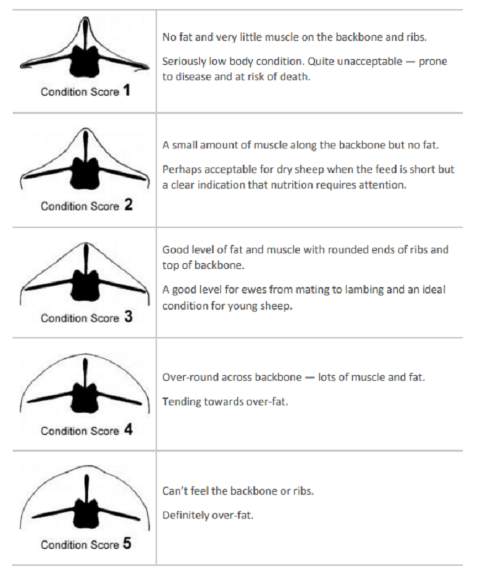 The importance of monitoring ewe body condition score - Teagasc ...