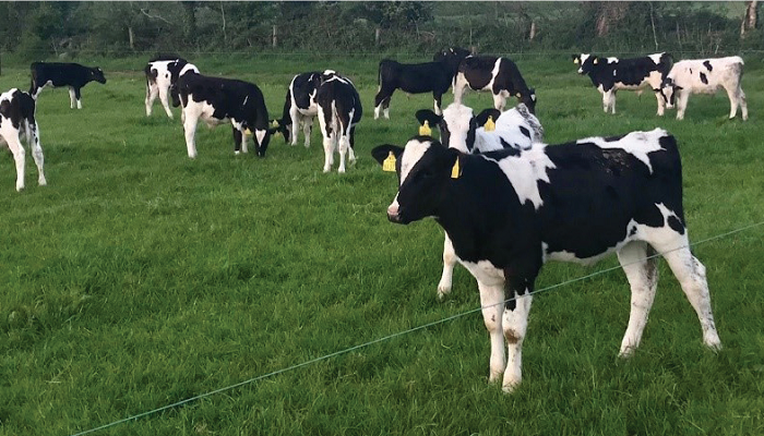 Mid-season dosing for dairy-bred calves - Teagasc | Agriculture and ...