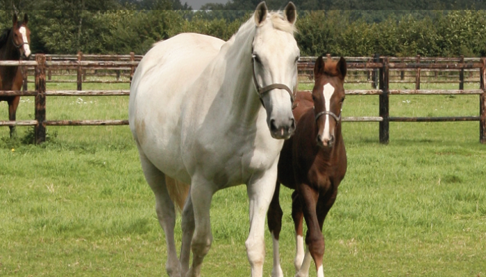 Equine Reproduction - A guide for farmers and small breeders - Teagasc ...