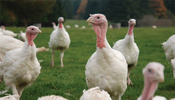 Farm fresh turkey production for the Christmas market - Teagasc ...