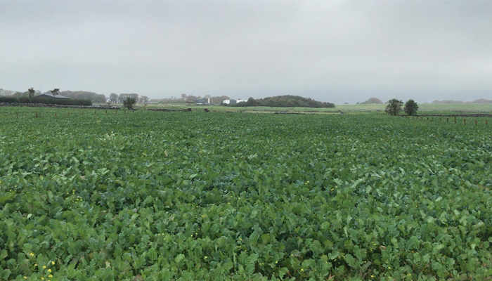 Sheep grazing forage crops - Teagasc | Agriculture and Food Development ...