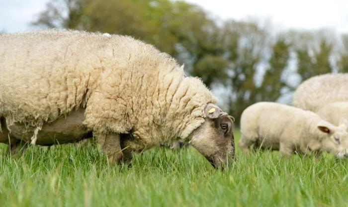 Mating underway for 2025 season - Teagasc | Agriculture and Food ...