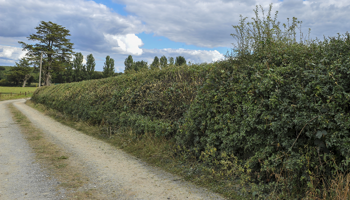 Best Practice hedge cutting for our two hedge types - Teagasc ...
