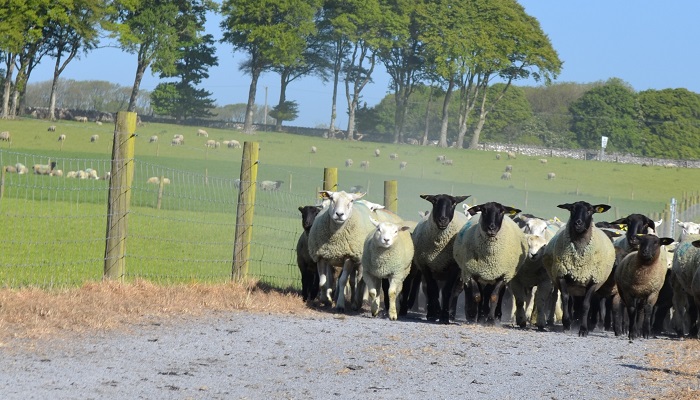 Blowfly Control in Sheep - Teagasc | Agriculture and Food Development ...