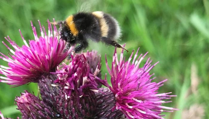 Plan for your ACRES low-input grassland score now - Teagasc ...