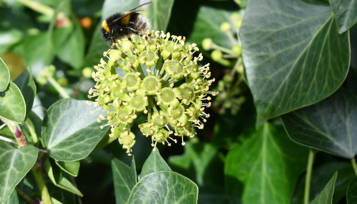 Green Thinking - Plants for Bees - Teagasc | Agriculture and Food ...