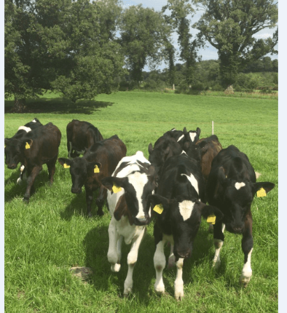 Review of Ballyhaise heifer rearing unit at grass - Teagasc ...