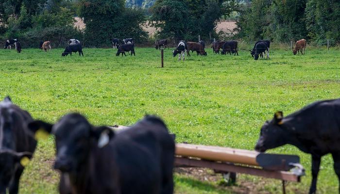 Increasing the profitability of dairy-beef using the Commercial Beef ...