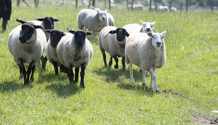 Optimising ewe and ram condition ahead of breeding - Teagasc ...