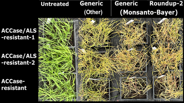 Glyphosate: Avoid the resistance risk! - Teagasc | Agriculture and Food ...