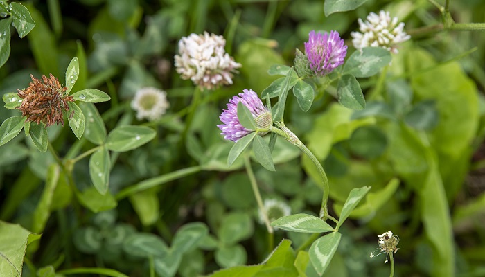 Assessing farmers’ attitudes towards including a multi-species sward on ...