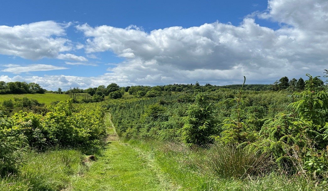 Trees provide income enhancement opportunities on the farm - Teagasc ...