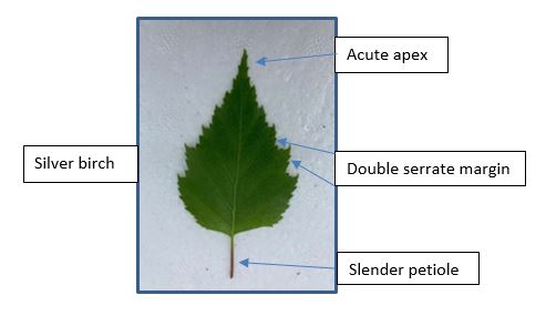 Morphological differences between Silver and Downy Birch - Teagasc ...