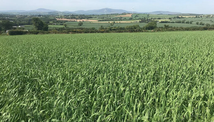 Navigating Late-Sown Spring Malting Barley: Management Practices for ...