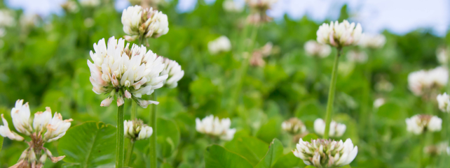 The Benefits of White Clover - Teagasc | Agriculture and Food ...
