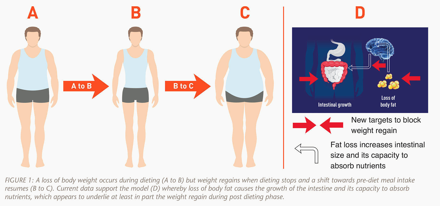 A Gut Feeling about Body Fat - Teagasc | Agriculture and Food ...
