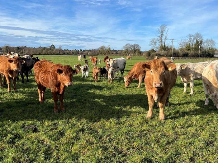 Breeding a better suckler herd with Future Beef farmer, John Dunne ...