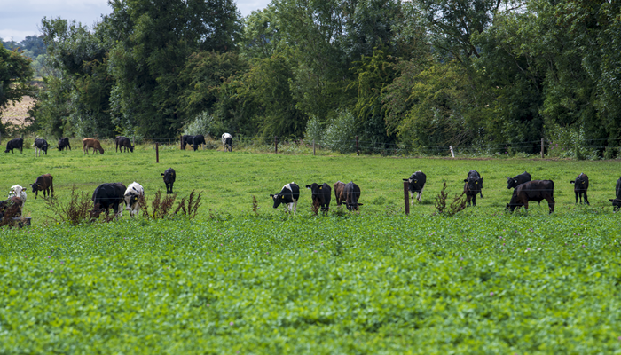 Maintaining calf performance at grass - Teagasc | Agriculture and Food ...