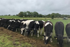 Dairy calf to beef systems research update Teagasc Grange - Teagasc ...