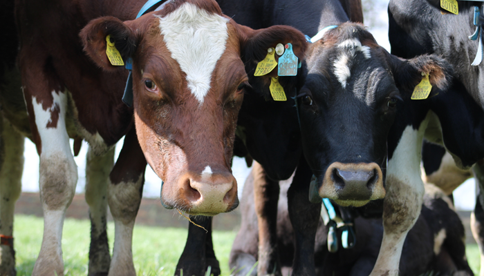 How’s breeding progressing at Moorepark? - Teagasc | Agriculture and ...