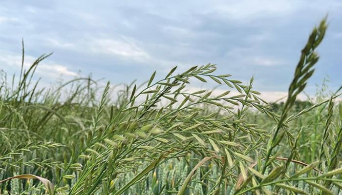 Herbicide resistance in Italian ryegrass: 2024 testing for ACCase/ALS ...