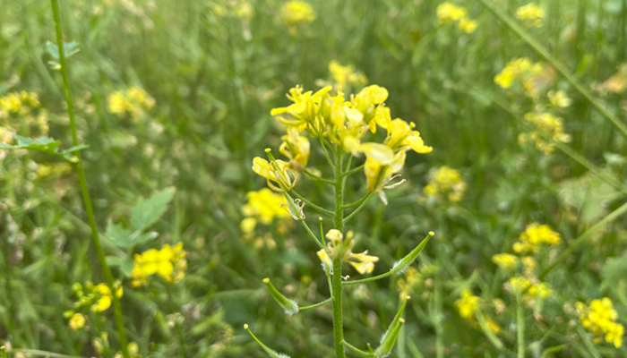 In pictures: Catch crop options - Teagasc | Agriculture and Food ...