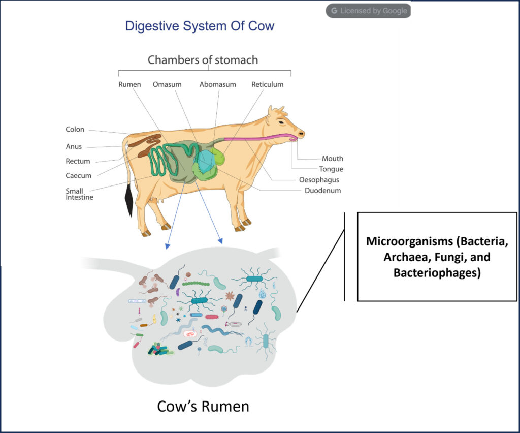 Natural rumen viruses for sustainable dairying - Teagasc | Agriculture ...