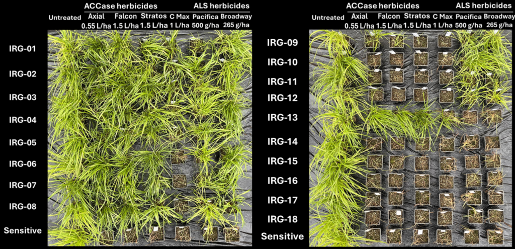 Second glyphosate-resistant Italian ryegrass found as ACCase/ALS ...